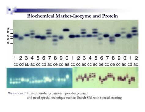 Molecular Marker And Its Application To Genome Mapping And Molecular