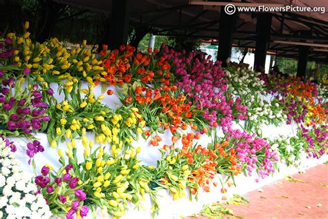 Ooty Flower Show 2017 Photos