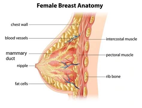 What Do Perfect Breasts Look Like Centre For Surgery