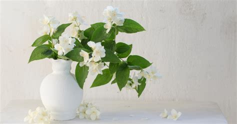 How To Grow Jasmine Indoors For A Beautiful Vining Plant Green Leaf Diary