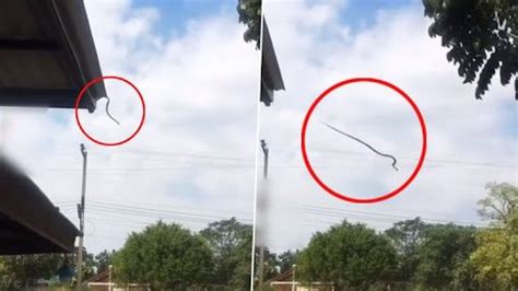 Flying Snake অস্ট্রেলিয়ায় দেখা গেল উড়ন্ত সাপ হতবাক নেটবাসী দেখুন