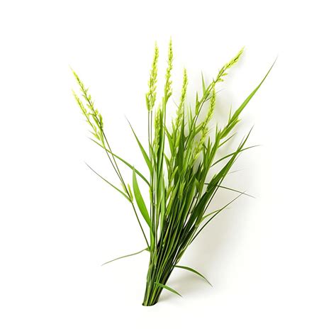 Premium Photo Forestburg Switchgrass Lime Green A Spray Bouquet