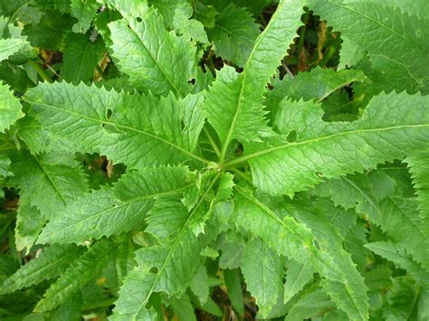 Foliage Photos Of Senecio Triangularis Asteraceae