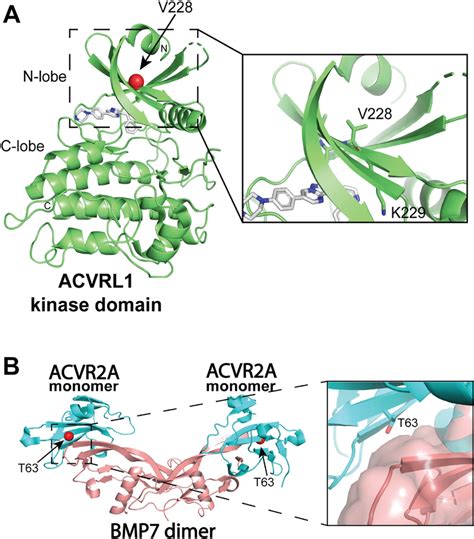 Molecular Models Of Mutations Identified In Activin Receptors Acvrl1 Download Scientific