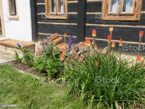 피는 Kniphofia Consolida 및 Lupin 꽃과 다진 나무가있는 나무로 된 소박한 별장 앞의 화단의 전망 개화기에