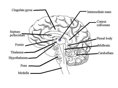 Exploring The Intricacies Of The Brain Class 10 Brain Diagram