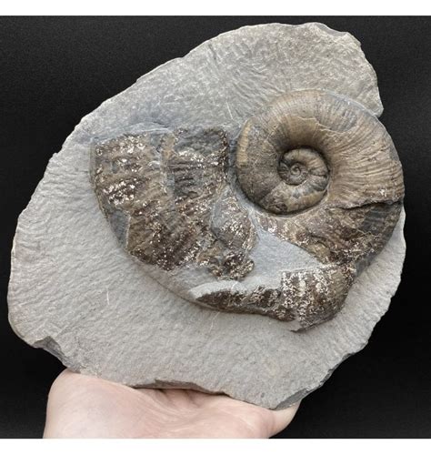 Fossils For Sale Fossils UK British Lower Jurassic Upper Lias