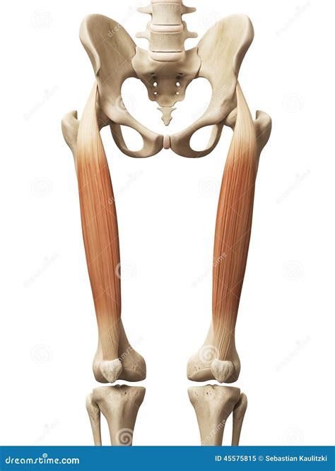 Rectus Femoris Royalty Free Illustration 153407034