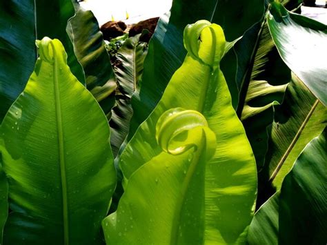 400 Asplenium Pictures