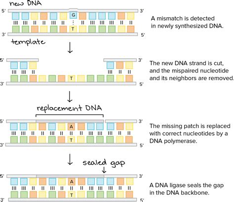 Download Molecular Mechanism Of Dna Replication Khan Academy Dna