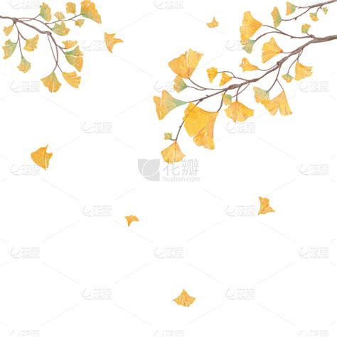 黄色银杏树叶枝叶元素
