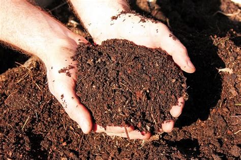 How To Compost Horse Manure Fast Grower Today