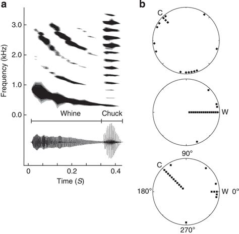 Túngara Frog Call Components And Conditional Response To The Chucka