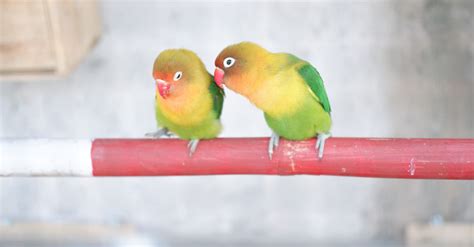 Lutino African Pet Love Birds Grey Parrots For Sale In 56 Off