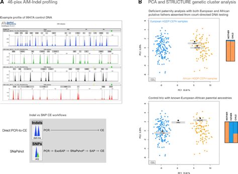 Using Indels As Ancestry Informative Markers In A Simple Kinship Download Scientific Diagram