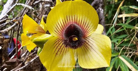Las 20 Plantas De La Selva Peruana 【 Con Su Nombre】🥇