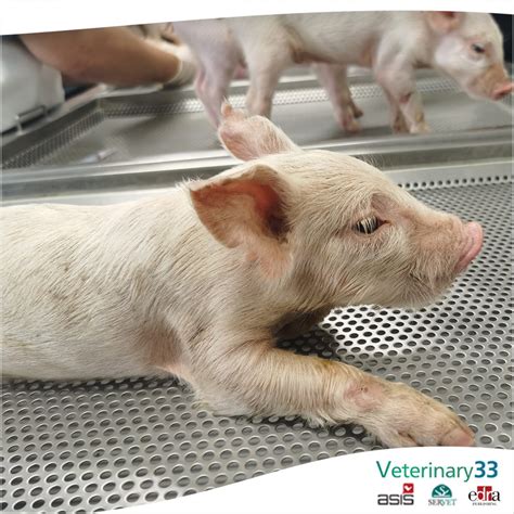New Drugs To Treat Swine Respiratory Disease Veterinary 33