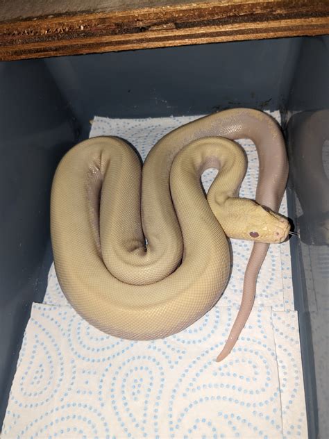 Albino Ivory Poss Het Granite 25 Dwarf Burmese Python By Deacon Exotics Morphmarket