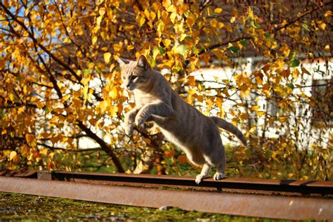 Free Images Tree Nature Branch Leaf Flower Wildlife Kitten Cat