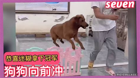 拉布拉多seven老四💕2023 7 30💕labrador Seven💕赛文一家 Seven老四小迷糊 💕queen Lee💕拉布拉多
