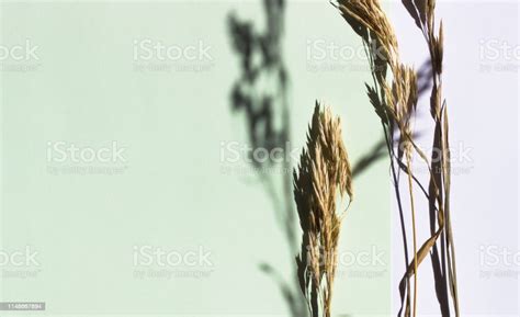 상화의 스파이크와 그림자로 녹음 하기 위한 빈 종이 지점과 나뭇잎의 스파이크와 그림자 그린 종이에서 엽서 준비 태그를 추가 하기