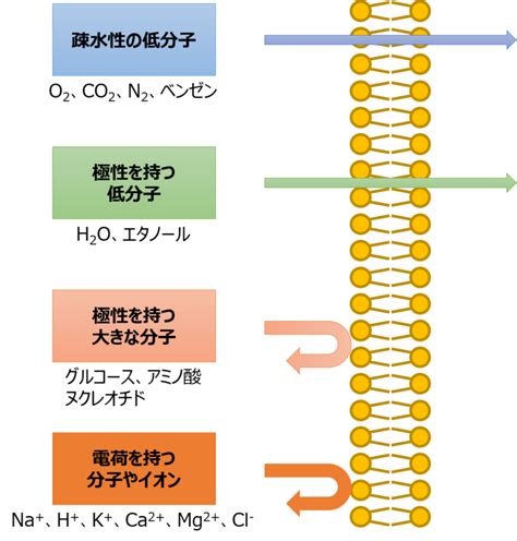 Biology Tips