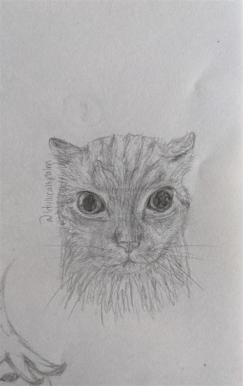 Cat Meme Drawing Cute Doodles Drawings Drawings Cat Sketch