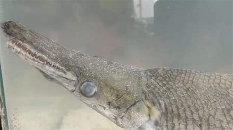 Rare Alligator Gar Fish Found During Cleanliness Drive In Srinagar S