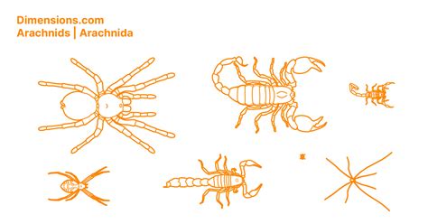 Arachnida Anatomy
