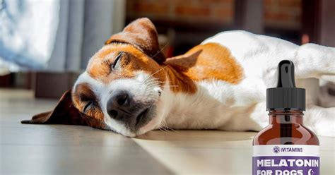Heres What You Should Know Before You Give Melatonin To Your Dog Dog