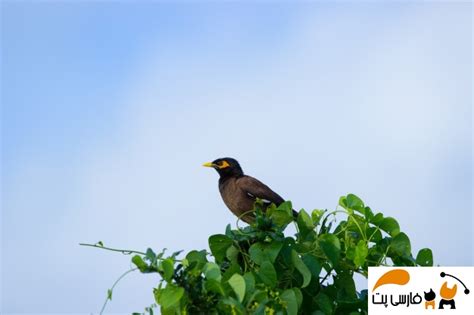 عمر مرغ مینا عمر مینا چقدر است و چگونه تعیین می گردد؟ آشنایی با خصوصیات