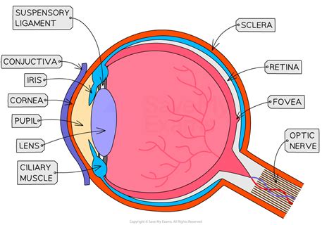 The Eye Wjec Gcse Biology Revision Notes 2016