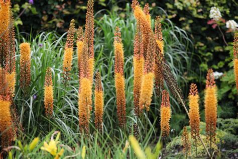 Foxtail Lilies The Ornamental Plant S Profile Plantura