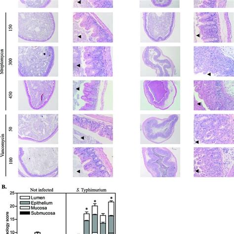 Salmonella Serovar Typhimurium Colonization Of The Intestinal Tract Of