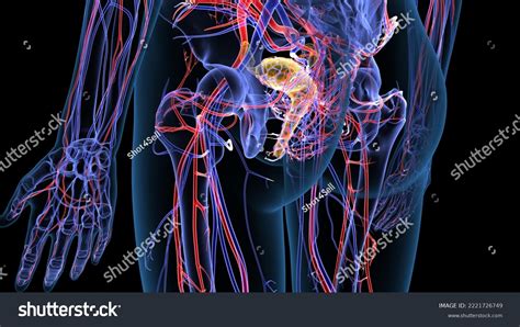 Female Uterus Womb Main Hormone Responsive Stock Illustration