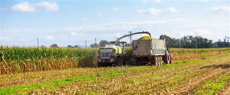 Processo De Colheita De Silagem De Milho Na Exploração Foto Editorial Imagem de cultivo