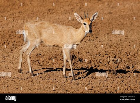 A Common Duiker Antelope Sylvicapra Grimmia In Natural Habitat