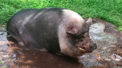 Realistic Growth And Sizes Of Mini Pigs Mini Pig Info