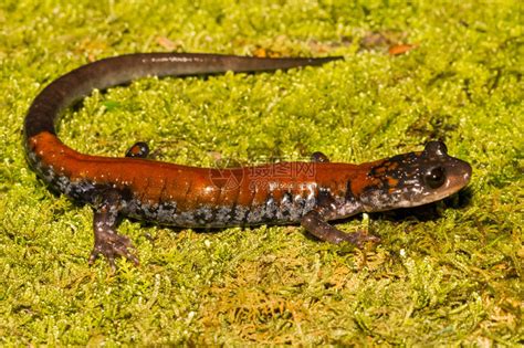Yonahlossee蝾螈Plethodonyonahl高清图片下载 正版图片505254148 摄图网