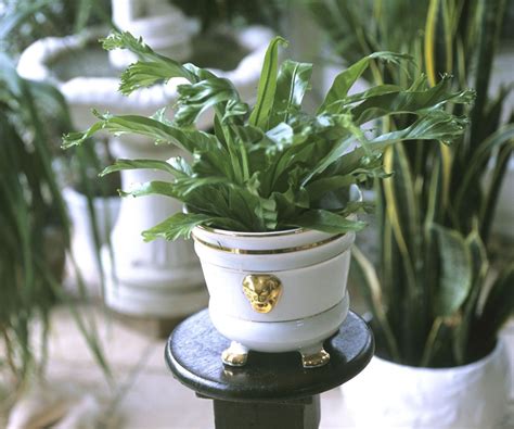 Cat Safe Indoor Plants 10 Feline Friendly Plants To Grow Homes And