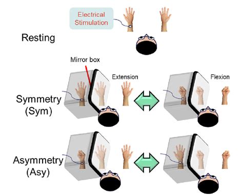 Figure 1 From Mirror Illusion Modulates M1 Activities And Functional