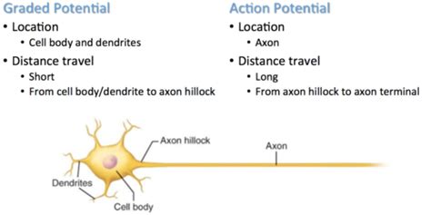 Graded Post Synaptic Potentials Flashcards Quizlet