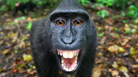 Free Photo Black Monkey Animal Evolution Monkey Free Download