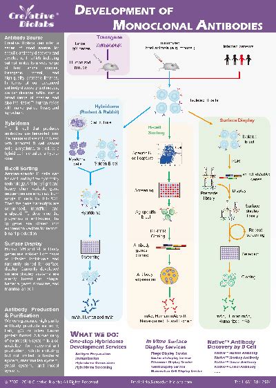 Support Documents Creative Biolabs