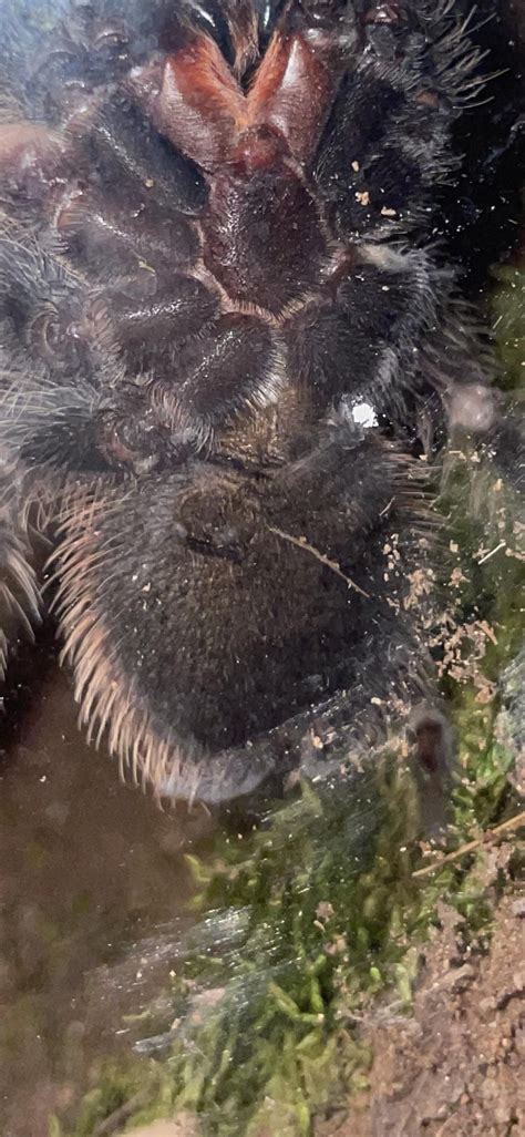 Can Anyone Sex My Lp Rtarantulas