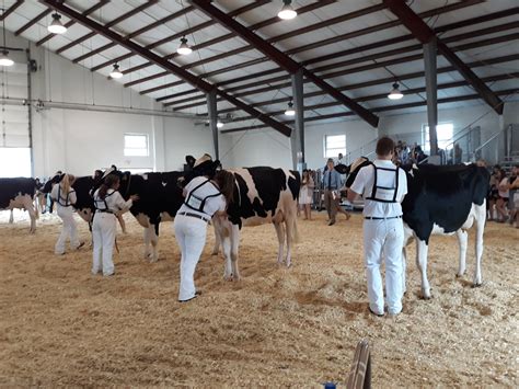 Dairy Cow Judging Practice At Holly Brough Blog
