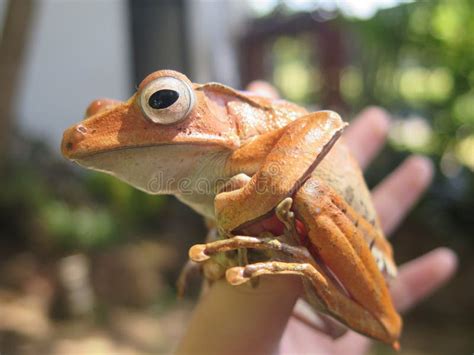 Giant Tree Frog Stock Image Image Of Arthropod Insect 229105605