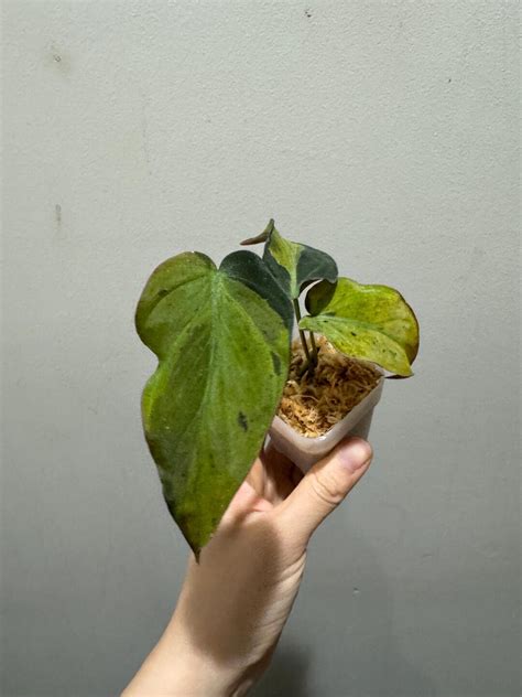 Philodendron Micans Mint Variegated Rooted Active Growing Plantus Seller Etsy