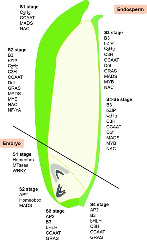 Schematic Representation Of Tfs Involved In Rice Seed Development Tf