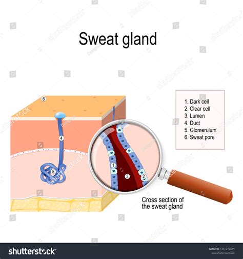 Sweat Gland Crosssection Human Skin Sweat Stock Illustration
